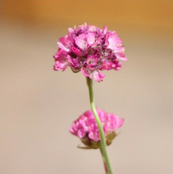 アルメリア ピンク 3〜3.5号ポット苗 寄せ植え 花壇 アルメリアは、細長い茎の先端に咲く丸いボール状のお花が可愛らしい、かんざしのような個性的な姿が魅力です。 常緑性で細長い葉がこんもりと密に茂り、その間から多数の花が次々と伸びて咲きま...