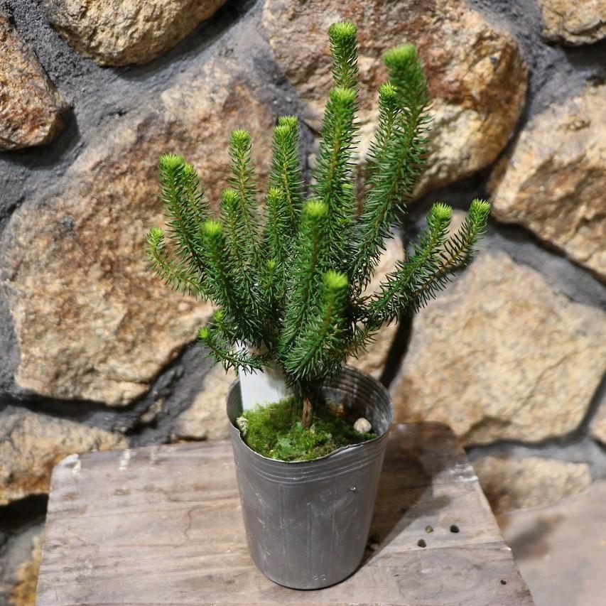 エリカ セシリフローラ 3～3.5号ポット苗 寄せ植え 花壇 鉢植え お洒落 オシャレ 可愛い 冬の花 花 希少種 秋冬の花苗として人気の冬咲きエリカです♪ 「セシリフローラ」は、サボテンのような太い茎が個性的で一般的なエリカよりも暑さに強...