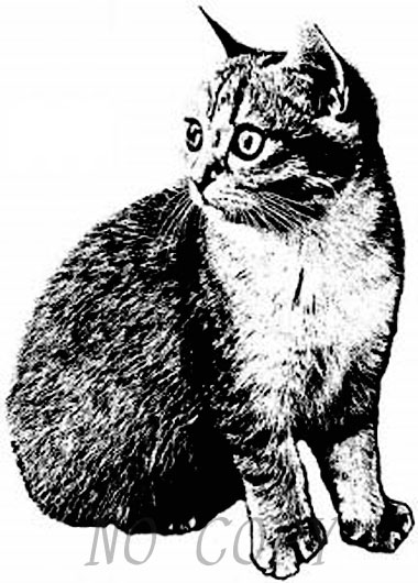 ゴムの印面のみ（クッション無し）のスタンプ。 木の持ち手は付いていません。 クッションシート、アクリルブロックとともにお使い下さい。 スタンプのイメージサイズ:9.3×7.1センチ 素材：ゴムの印面のみ ↓クッションシートの使い方はこちらで...