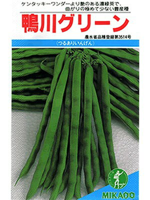 艶がある濃い緑の莢色のつるありインゲンの鴨川グリーンです。甘みがあり歯切れも良く美味しい食味を持っています。　当店に指定買いに来るお客が毎年かなりいる人気のつるありインゲン品種です。　インゲンの曲がりが少なく、色艶も良く、味もよいので、直売...