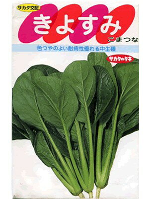 暖かい時期の人気種「きよすみ」です。 特に色が濃く艶のあるタイプです。 形は立性であり、イオウ病、白さび病に耐病性をもっています。 中生なので、在ほ性がある種です。