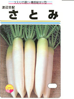 渡辺農事のさとみ大根は、味が良くて家庭菜園向きの総太り青首大根の品種です。　 種まきから約60日で根長35cm、根径6〜7cm、根重0．9〜1.1キロぐらいになる早生タイプです。　 大変作りやすい品種です。　 肉質が緻密で味もよいおいしい大...