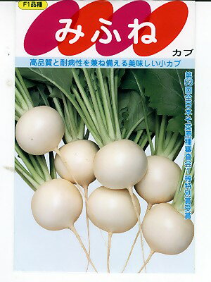 「みふねカブ」は病気に強く、高品質、おいしい小カブの種です。 作りやすさとおいしさを兼ね備えたすぐれものです。 早生タイプで、白さび病、ネコブ病、萎黄病に対して耐病性をもっています。 葉の色は濃く、玉の揃いもよく、高品質なカブになります。 ...