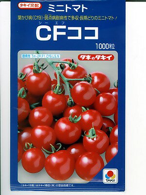 タキイ交配のCFココは、葉カビ病に対して耐病性cf9をもつミニトマト品種です。 CFココは、葉カビ病に強いだけではなく、斑点病にも強いので非常に作りやすいミニトマト品種として人気があります。 ミニトマトの名品種タキイ交配ココの後継品種です。...
