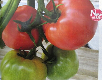 ダイヤ交配　豊作祈願015トマトは、トマト黄化葉巻病耐病性の品種です。 早生種で短節間タイプの大玉トマトです。 果実がしっかりしていて棚もちもよいのが特徴です。 高温期、低温期の着果がよいです。 夏秋栽培、抑制栽培、促成栽培、越冬長期栽培な...