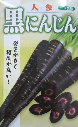 黒にんじんは、中まで濃い黒紫色になるニンジン品種です。 中心の芯付近がやや白くなる箇所を除くと、ほぼ黒に近い濃い黒紫色になります。 極早生で生育は早く、作りやすいニンジンです。 20センチから25センチぐらいの長さ、直径は5から6センチぐら...