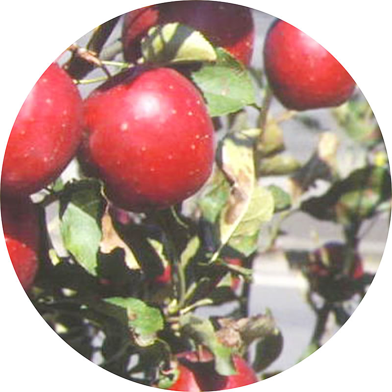 リンゴ 苗木 プロフェージョン 13.5cmポット苗 りんご 苗 林檎 クラブアップル ◆育て方◆ 人気のある果物の代表といってもいいリンゴですが、育てるのには手間がかかることも知られています。 病害虫対策をしっかりすることがカギです。果樹...