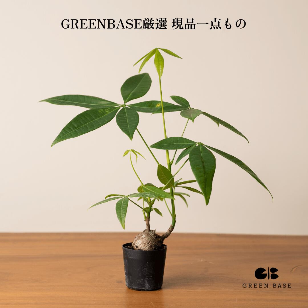 GREENBASEが厳選したこの商品は、特に樹形の美しさが際立つ一点ものです。自然の美しさをそのままに、インテリアとしても魅力的な存在感を放ちます。樹形の良さは、部屋の雰囲気を一層引き立て、落ち着いた空間を演出します。観葉植物としても最適で...
