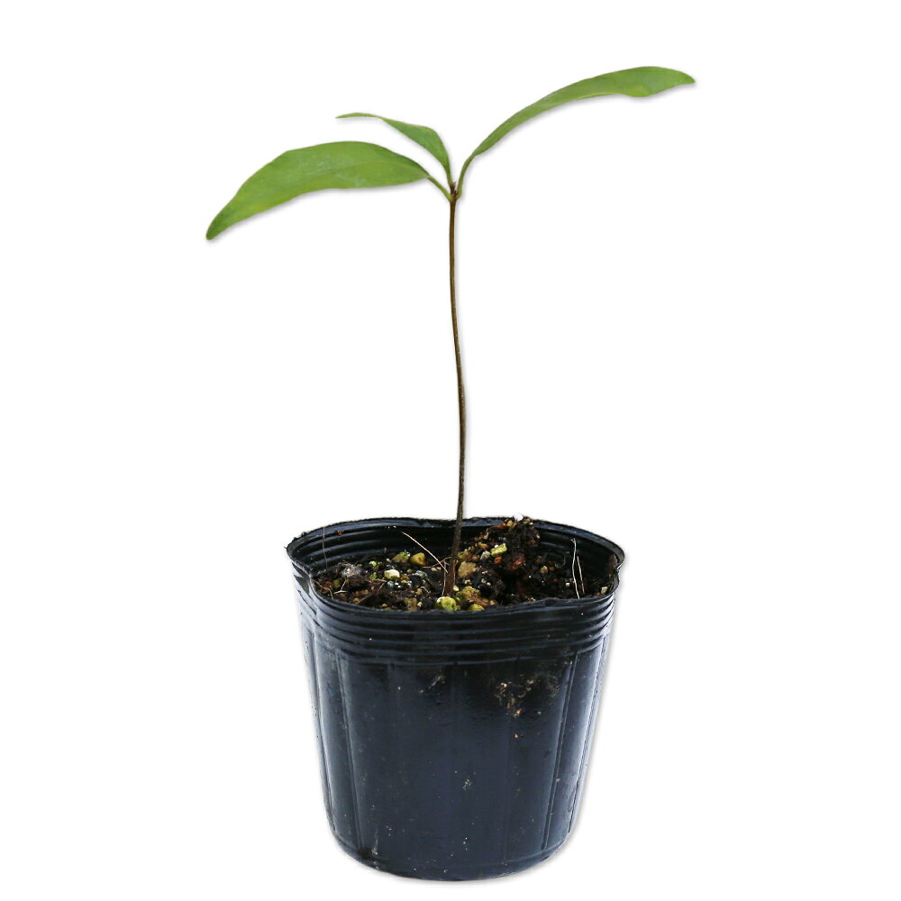 【アラカシ】（粗樫）読み：あらかし学名：Quercus glaucaブナ科コナラ属常緑高木別名：マルバガシ、ナラバガシ、クロガシ、ボウガシ【名前の由来】葉や枝振りが粗っぽいことから。【商品情報】綺麗な緑が特徴で生垣によく使われる樹種です。山...
