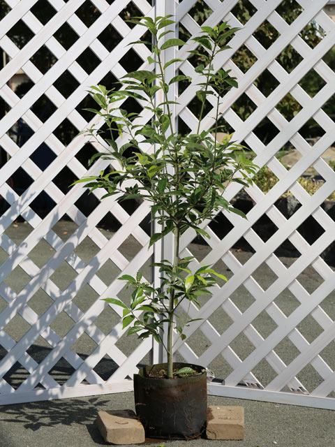 【アラカシ】（粗樫）読み：あらかし学名：Quercus glaucaブナ科コナラ属常緑高木別名：マルバガシ、ナラバガシ、クロガシ、ボウガシ【名前の由来】葉や枝振りが粗っぽいことから。【商品情報】綺麗な緑が特徴で生垣によく使われる樹種です。山...