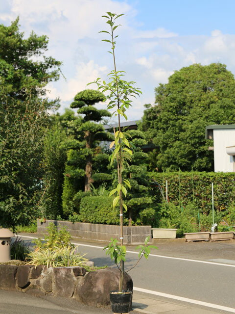 【アラカシ】（粗樫）読み：あらかし学名：Quercus glaucaブナ科コナラ属常緑高木別名：マルバガシ、ナラバガシ、クロガシ、ボウガシ【名前の由来】葉や枝振りが粗っぽいことから。【商品情報】綺麗な緑が特徴で生垣によく使われる樹種です。山...