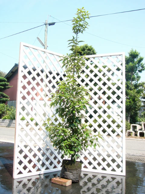 【アラカシ】（粗樫）読み：あらかし学名：Quercus glaucaブナ科コナラ属常緑高木別名：マルバガシ、ナラバガシ、クロガシ、ボウガシ【名前の由来】葉や枝振りが粗っぽいことから。【商品情報】綺麗な緑が特徴で生垣によく使われる樹種です。山...