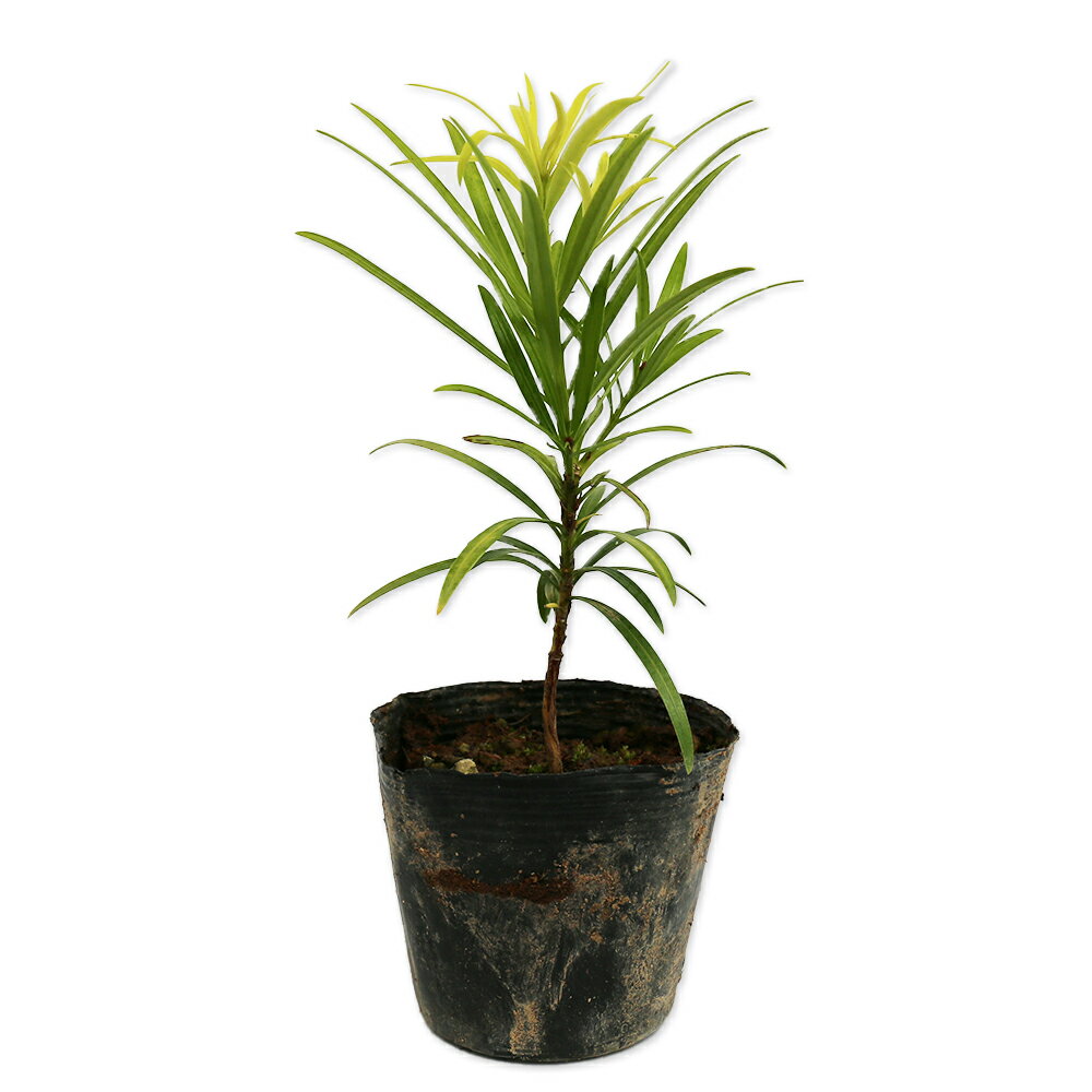 【イヌマキ】（犬槇）読み：いぬまき学名：Podocarpus macrophyllusマキ科マキ属常緑高木別名：クサマキ【名前の由来】ホンマキより材が劣ることから。【商品情報】イヌマキは昔から生垣に仕様される品種です。ほかの樹種に比べて葉を...