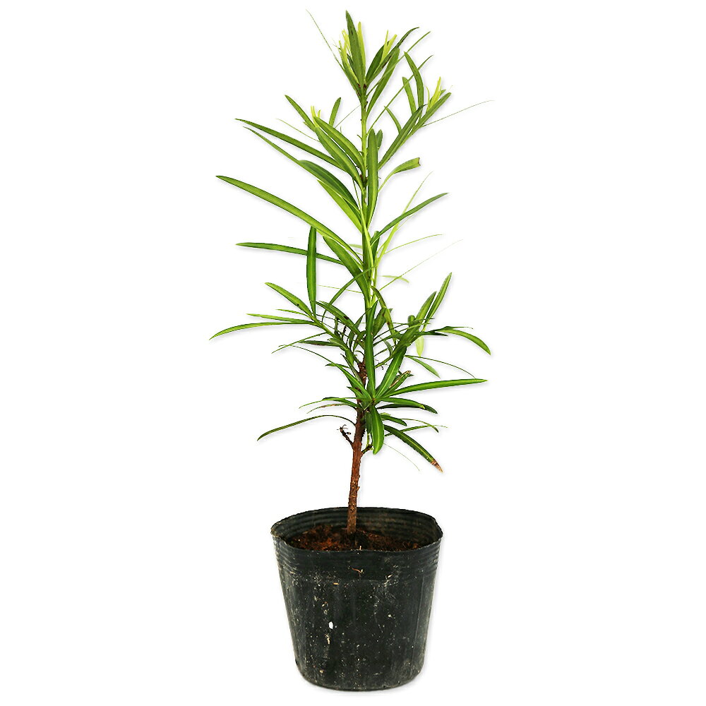 【イヌマキ】（犬槇）読み：いぬまき学名：Podocarpus macrophyllusマキ科マキ属常緑高木別名：クサマキ【名前の由来】ホンマキより材が劣ることから。【商品情報】イヌマキは昔から生垣に仕様される品種です。ほかの樹種に比べて葉を...