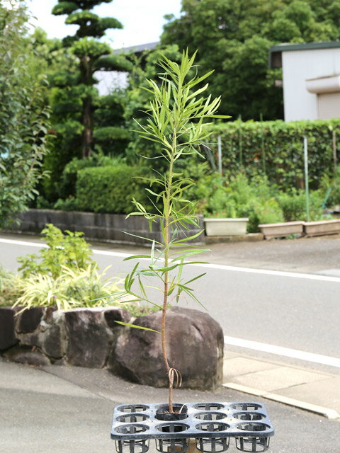 【イヌマキ】（犬槇）読み：いぬまき学名：Podocarpus macrophyllusマキ科マキ属常緑高木別名：クサマキ【名前の由来】ホンマキより材が劣ることから。【商品情報】イヌマキは昔から生垣に仕様される品種です。ほかの樹種に比べて葉を...