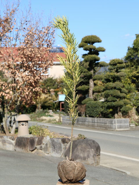 【イヌマキ】（犬槇）読み：いぬまき学名：Podocarpus macrophyllusマキ科マキ属常緑高木別名：クサマキ【名前の由来】ホンマキより材が劣ることから。【商品情報】イヌマキは昔から生垣に仕様される品種です。ほかの樹種に比べて葉を...