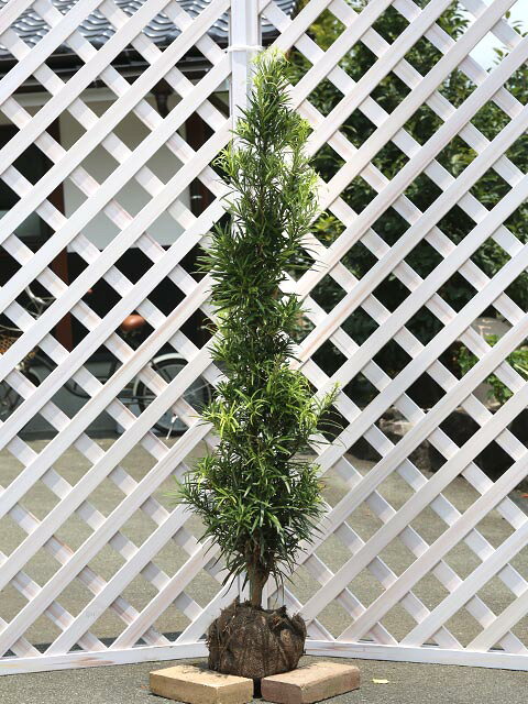 【イヌマキ】（犬槇）読み：いぬまき学名：Podocarpus macrophyllusマキ科マキ属常緑高木別名：クサマキ【名前の由来】ホンマキより材が劣ることから。【商品情報】イヌマキは昔から生垣に仕様される品種です。ほかの樹種に比べて葉を...