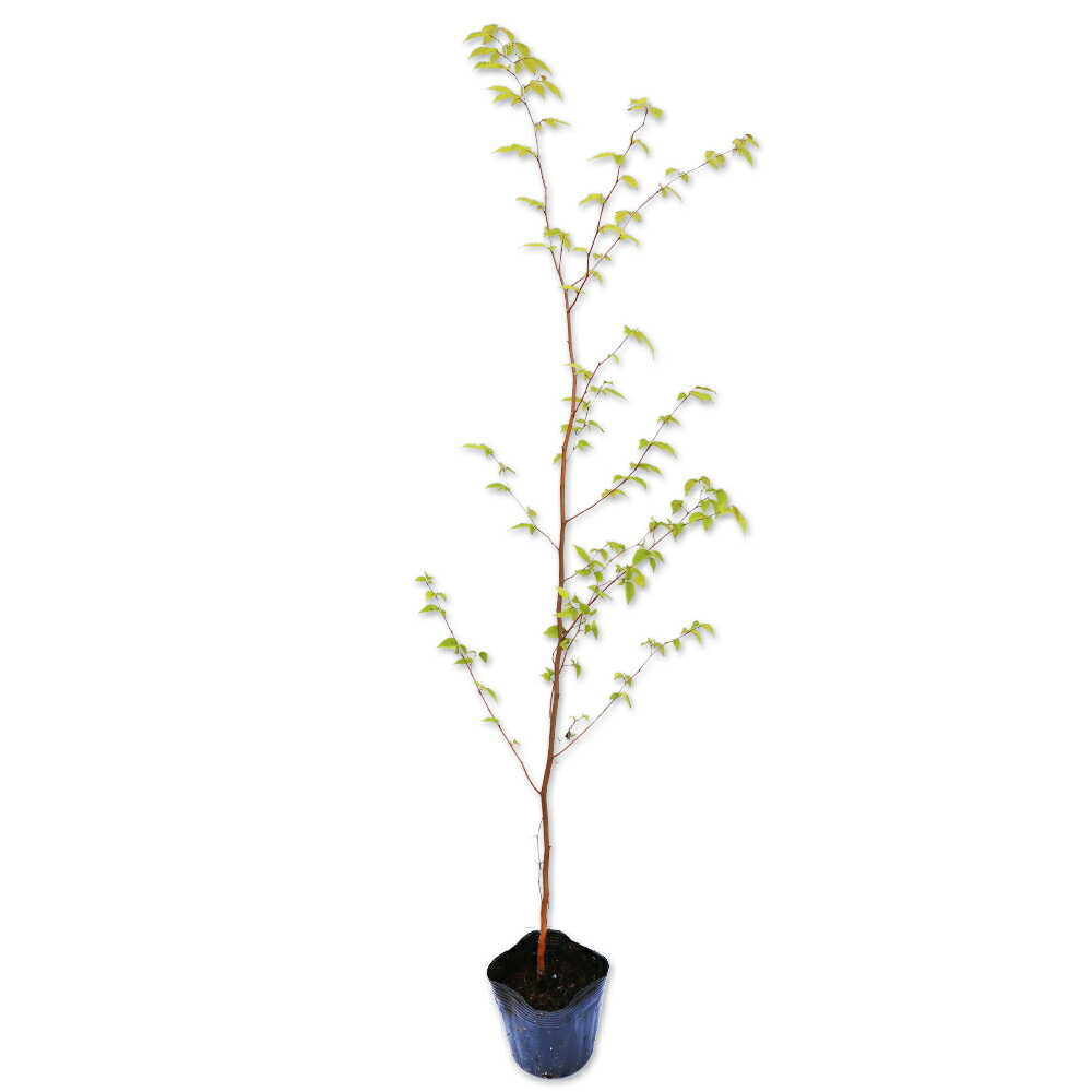 【アカシデ】（赤四手）読み：あかしで学名：Magnoliaceae Micheliaカバノキ科カバノキ属落葉高木別名：シデノキ、ソロノキ、コソネ【名前の由来】若芽が赤いことから。【商品情報】アカシデは自然樹形が美しい品種です。別名は赤目ソロ...