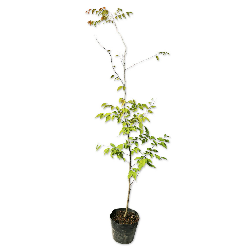 【アカシデ】（赤四手）読み：あかしで学名：Magnoliaceae Micheliaカバノキ科カバノキ属落葉高木別名：シデノキ、ソロノキ、コソネ【名前の由来】若芽が赤いことから。【商品情報】アカシデは自然樹形が美しい品種です。別名は赤目ソロ...