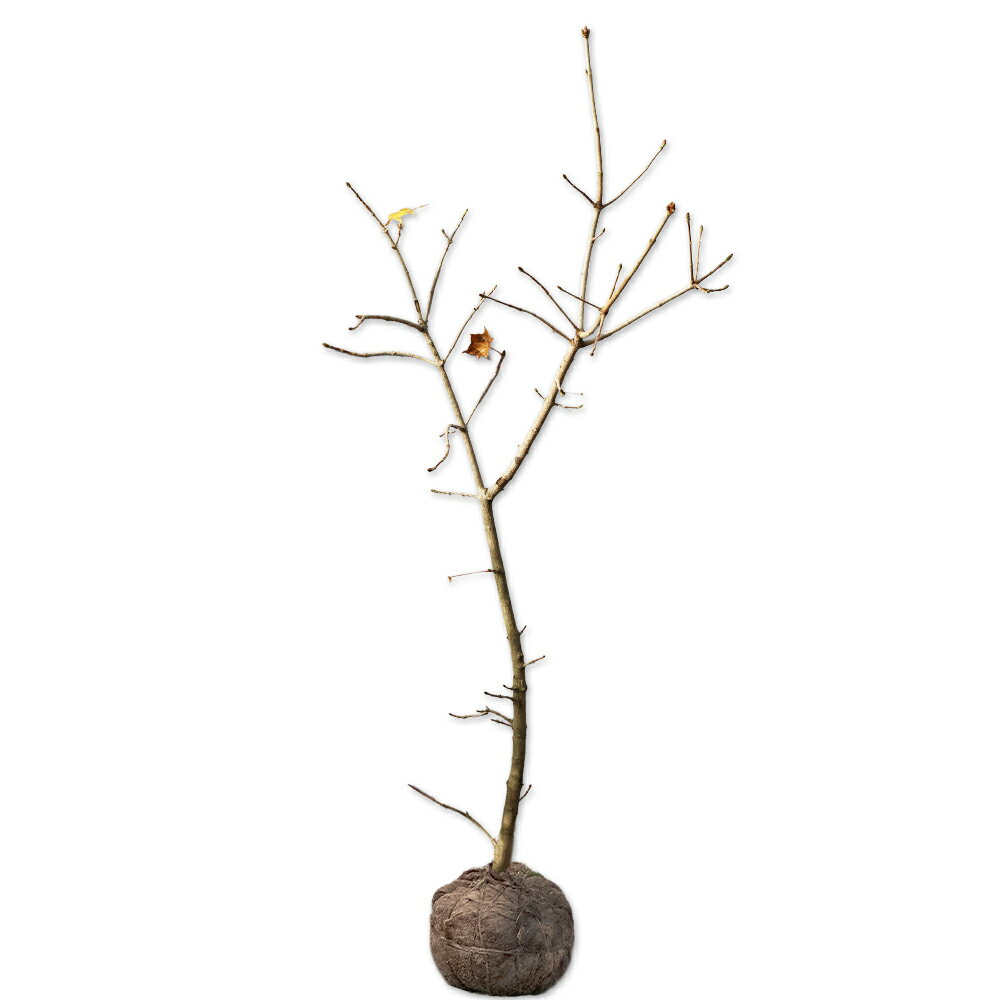 【イタヤカエデ】（板屋楓）読み：いたやかえで学名：Acer monoムクロジ科カエデ属落葉高木別名：エゾイタヤ，マイタヤ【商品情報】イタヤカエデは落葉高木です。本州から九州まで自生しています。直立で大木になります。葉は大型で切れ込みが浅いで...