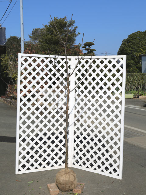 【エンジュ】（槐）読み：えんじゅ学名：Styphnolobium japonicumマメ科エンジュ属落葉高木別名：ニワウルシ【商品説明】エンジュは落葉高木です。中国が原産です。葉は羽状複葉で小さい葉が密生します。7月から8月にかけて蝶形の黄...