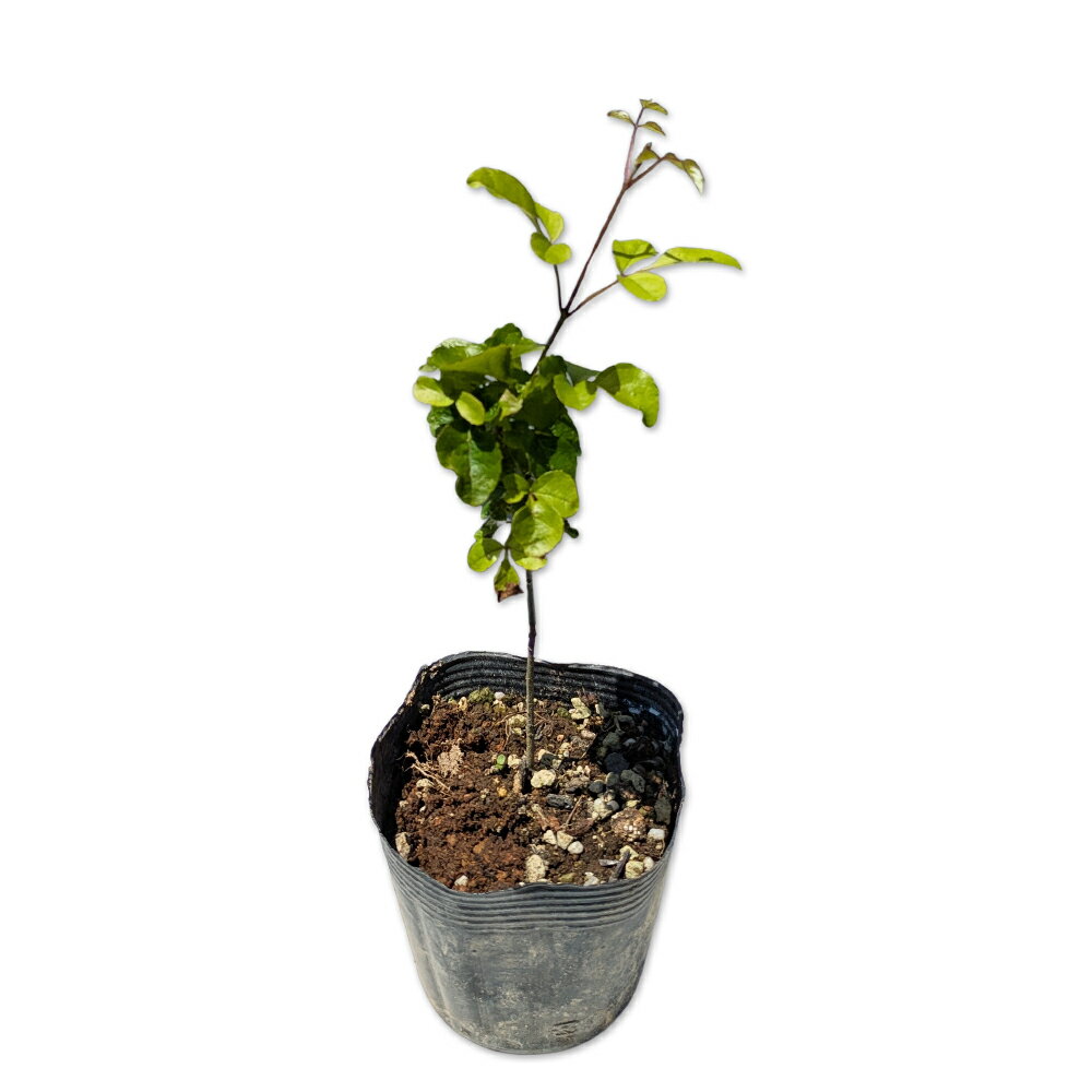 【アオダモ】（青?）読み：あおだも学名：Fraxinus lanuginosa f. serrataモクセイ科トネリコ属落葉高木別名：コバノトネリコ、アオタゴ【商品情報】アオダモは落葉高木です。北海道から九州まで自生しています。木製バットの...