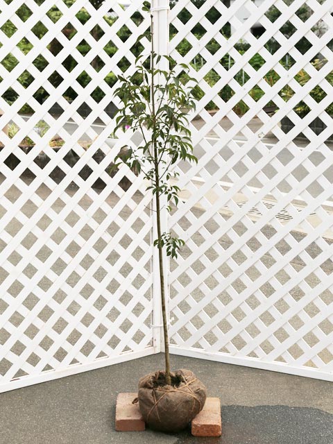【アオダモ】（青?）読み：あおだも学名：Fraxinus lanuginosa f. serrataモクセイ科トネリコ属落葉高木別名：コバノトネリコ、アオタゴ【商品情報】アオダモは落葉高木です。北海道から九州まで自生しています。木製バットの...