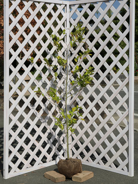 【イスノキ】（蚊母樹）読み：いすのき学名：Distylium racemosumマンサク科イスノキ属常緑高木別名：ユスノキ、ユシノキ、ヒョンノキ【商品情報】イスノキは高さが約20mになる高木です。日本各地に自生しています。葉は皮質で光沢があ...