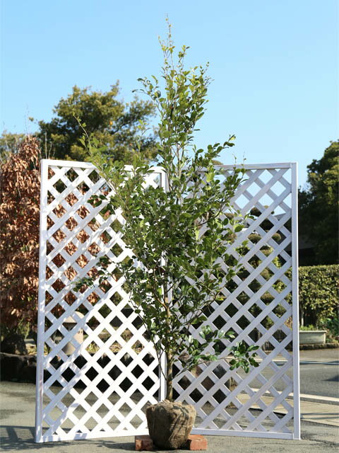 【イスノキ】（蚊母樹）読み：いすのき学名：Distylium racemosumマンサク科イスノキ属常緑高木別名：ユスノキ、ユシノキ、ヒョンノキ【商品情報】イスノキは高さが約20mになる高木です。日本各地に自生しています。葉は皮質で光沢があ...