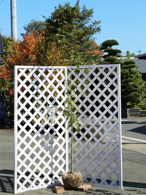 【ウリハダカエデ】（瓜肌楓）読み：うりはだかえで学名：Acer rufinerveムクロジ科カエデ属落葉高木別名：アオカエデ、 ウリノキ、ウリカワ【商品情報】ウリハダカエデは落葉高木です。本州から九州に自生しています。成木ではコルク質が発生...