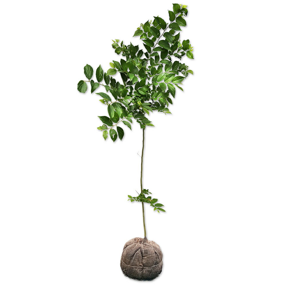 【エノキ】（榎）読み：えのき学名：Celtis sinensis var. japonicaアサ科エノキ属落葉高木別名：エ、エノミ、 エノミノキ、アブラギリ【名前の由来】木材が農機具の柄に使われたから。【商品情報】エノキは高さは10m以上に...