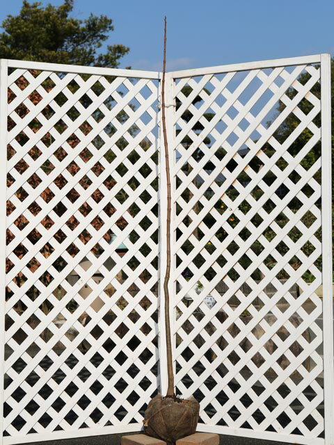 【オニグルミ】（鬼胡桃）読み：おにぐるみ学名：Juglans mandshurica var. sieboldianaクルミ科クルミ属落葉高木別名：クルミ、オグルミ【商品情報】オニグルミは落葉高木です。北海道から九州まで自生しています。葉は...