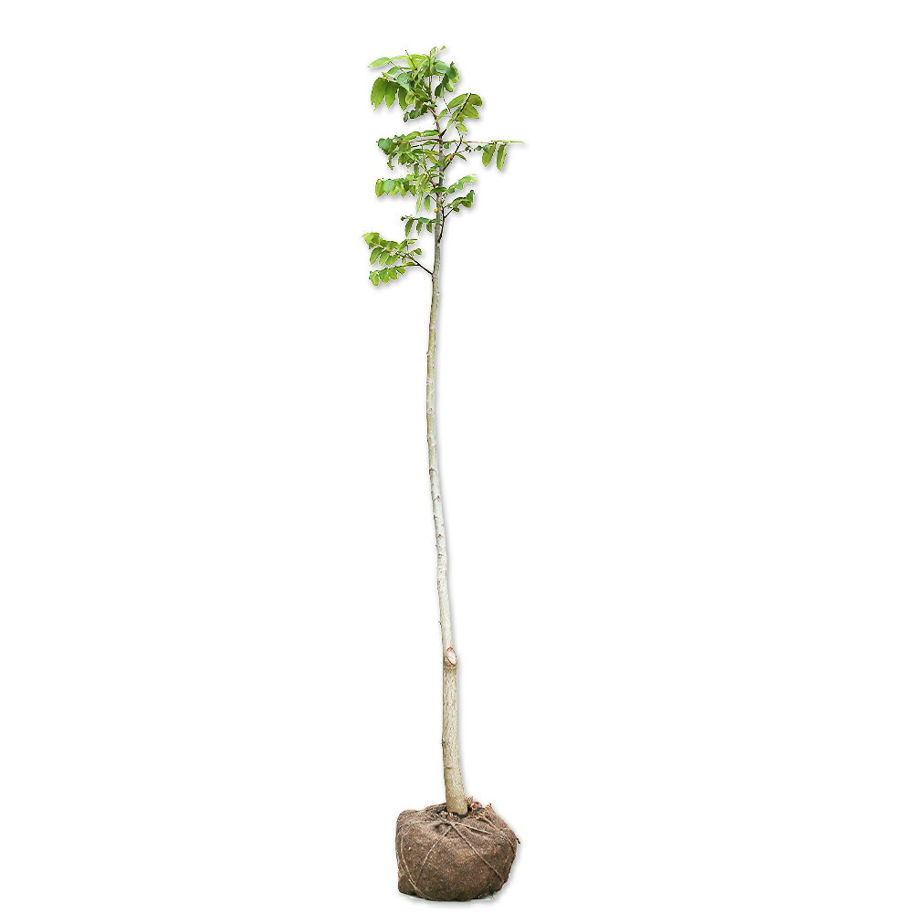 【オニグルミ】（鬼胡桃）読み：おにぐるみ学名：Juglans mandshurica var. sieboldianaクルミ科クルミ属落葉高木別名：クルミ、オグルミ【商品情報】オニグルミは落葉高木です。北海道から九州まで自生しています。葉は...