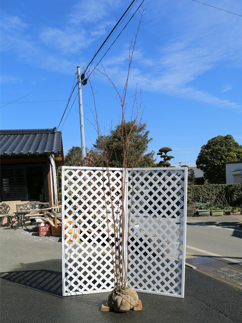 【ウリカエデ】（瓜楓）読み：うりかえで学名：Acer crataegifoliumムクロジ科カエデ属落葉高木別名：メウリノキ【商品情報】ウリカエデは落葉高木です。日本各地に自生しています。樹皮の色や模様がウリに似ています。樹高は8m程度にな...