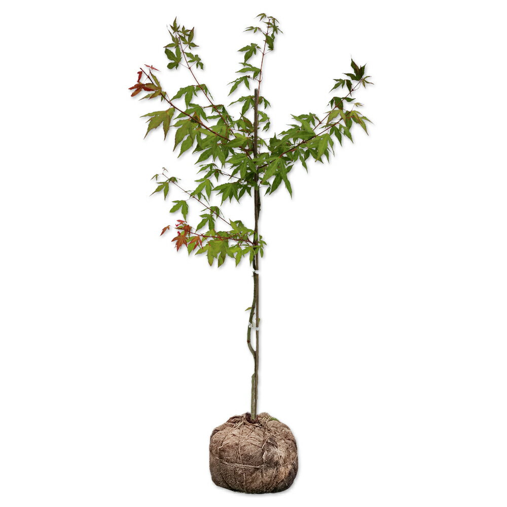 【オオモミジ】（大紅葉）読み：おおもみじ学名：Acer palmatumムクロジ科カエデ属落葉高木別名：ヒロハモミジ【商品情報】モミジは秋に紅葉する代表的な品種です。モミジとはカエデの別名です。一般的に葉が手のひらのように裂けているものが『...