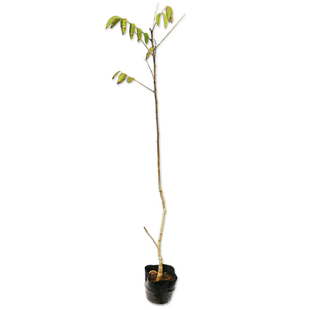 【イヌエンジュ】（犬槐）読み：いぬえんじゅ学名：Maackia amurensisマメ科エンジュ属落葉高木別名：オオエンジュ、チクペニ【商品説明】イヌエンジュは落葉高木です。北海道から本州中部地方までの山地や河原に自生します。7〜8月に黄白...