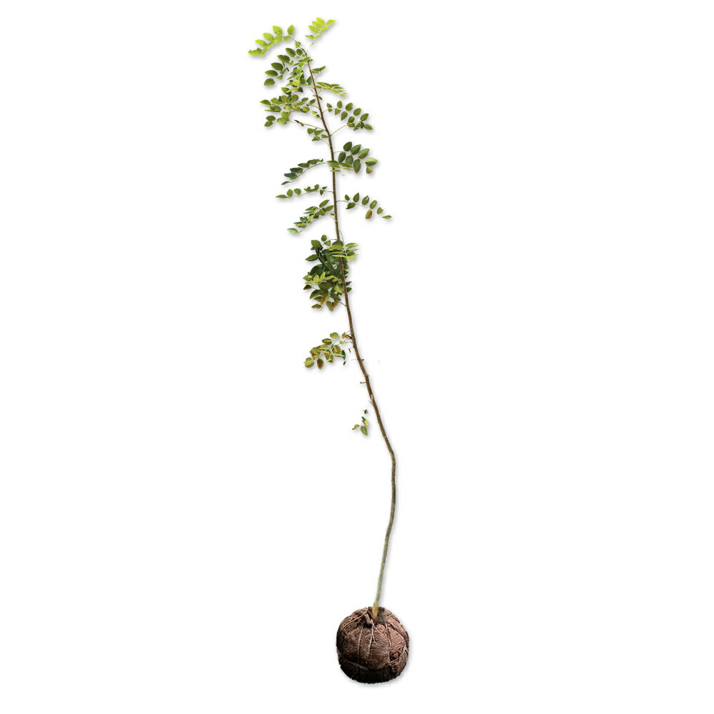 【イヌエンジュ】（犬槐）読み：いぬえんじゅ学名：Maackia amurensisマメ科エンジュ属落葉高木別名：オオエンジュ、チクペニ【商品説明】イヌエンジュは落葉高木です。北海道から本州中部地方までの山地や河原に自生します。7〜8月に黄白...