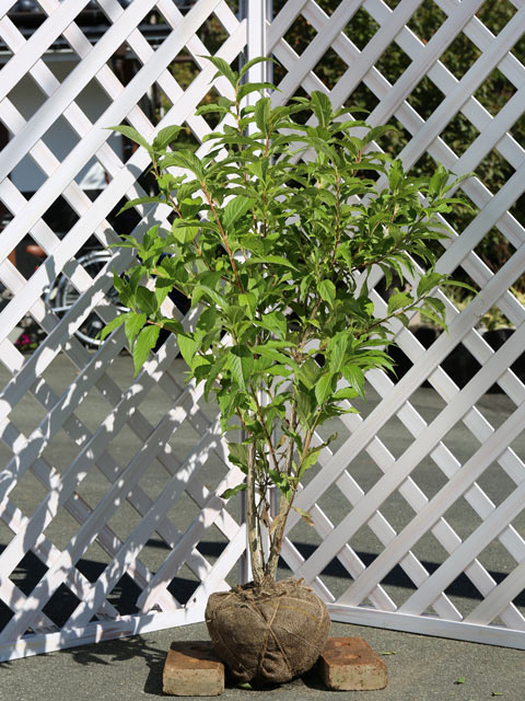 【ハコネウツギ】(箱根空木)読み：はこねうつぎ学名：Weigela coraeensisアジサイ科ウツギ属落葉低木別名：ゲンペイウツギ、ベニウツギ【名前の由来】箱根付近によく自生したから。幹の中が空洞で「空の木」から。【商品情報】ウツギは5...