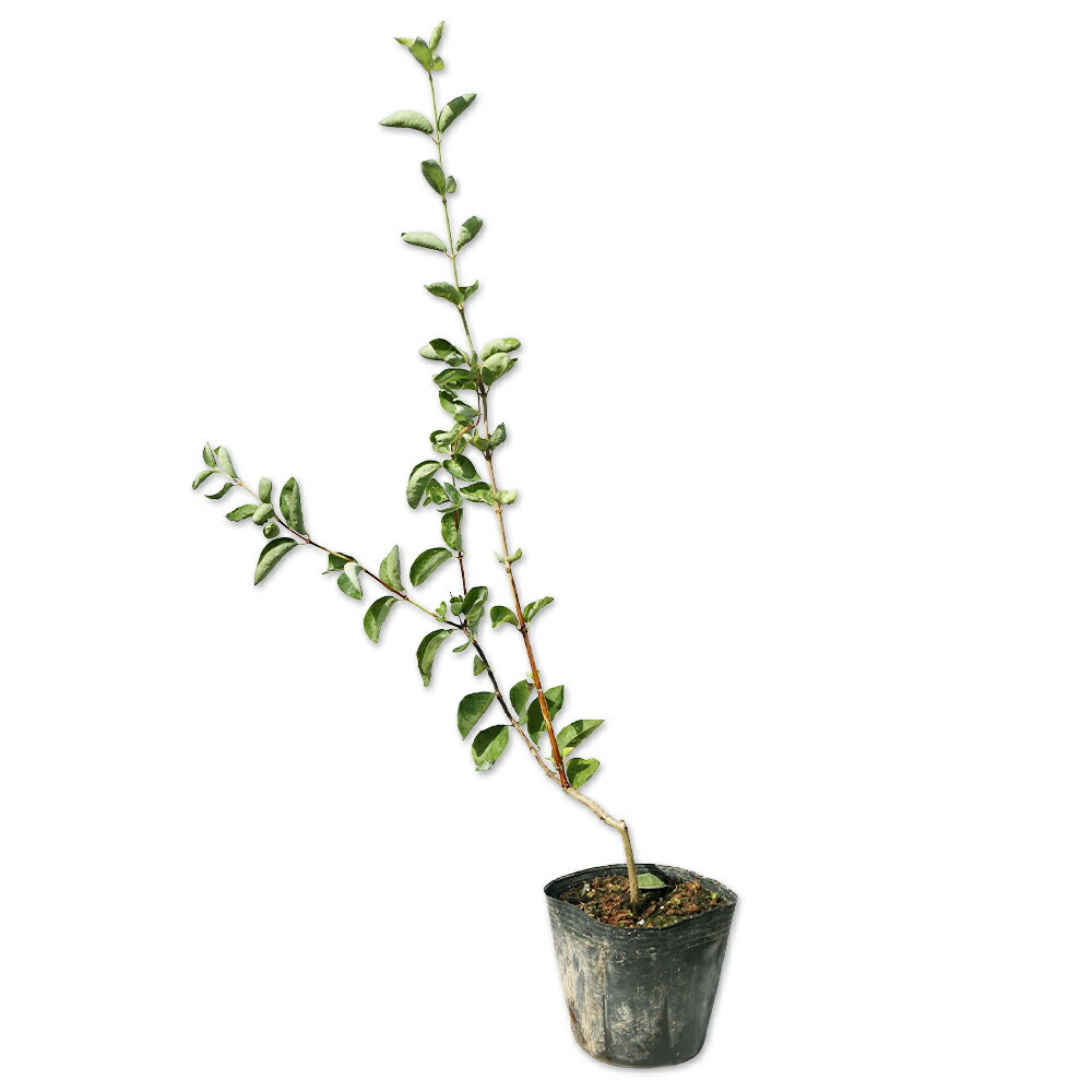 【ウグイスカグラ】（鶯神楽）読み：うぐいすかぐら学名：Lonicera gracilipes　var. glabraスイカズラ科スイカズラ属落葉低木別名：ウグイスノキ【名前の由来】鶯が鳴くころに花をつけることから。諸説あり。【商品情報】ウグ...