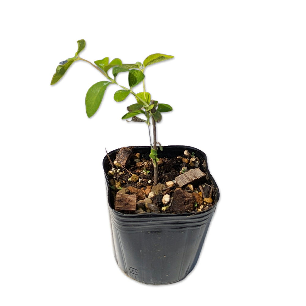 【ウグイスカグラ】（鶯神楽）読み：うぐいすかぐらしろばな学名：Lonicera gracilipes　var. glabraスイカズラ科スイカズラ属落葉低木別名：ウグイスノキ【名前の由来】鶯が鳴くころに花をつけることから。諸説あり。【商品情...
