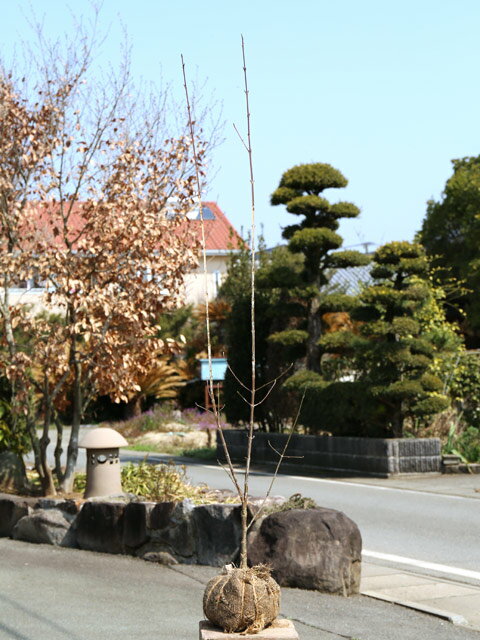 【サンシュユ】（山茱萸）読み：さんしゅゆ学名：Cornus officinalis Cornus ミズキ科ミズキ属落葉高木別名：ハルコガネバナ、アキサンゴ、サンシュ【名前の由来】漢字を音読みして。【商品情報】サンシュユは落葉高木です。6m程...