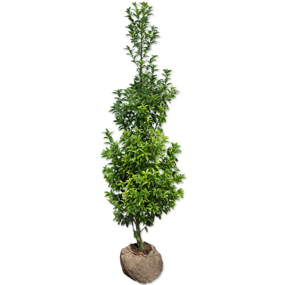 【シイモチ】（椎糯）読み：しいもち学名：Ilex buergeri Miq.モチノキ科モチノキ属常緑高木別名：ヒゼンモチ【名前の由来】葉がスダジイに似ていることから。【商品情報】シイモチは15mになる常緑高木です。本州から九州に自生していま...
