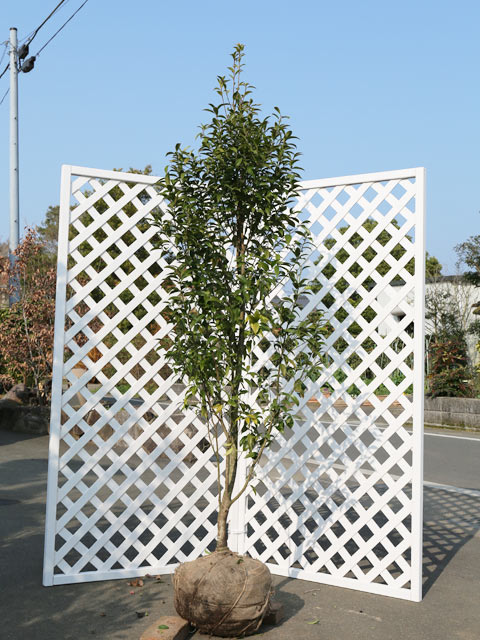 【シイモチ】（椎糯）読み：しいもち学名：Ilex buergeri Miq.モチノキ科モチノキ属常緑高木別名：ヒゼンモチ【名前の由来】葉がスダジイに似ていることから。【商品情報】シイモチは15mになる常緑高木です。本州から九州に自生していま...