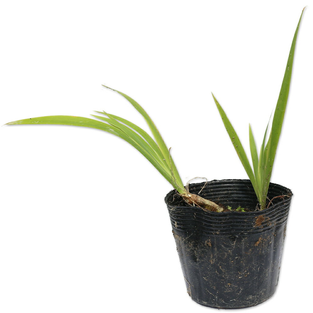 【イチハツ斑入り】(斑入り一初)読み：いちはつふいり学名：Iris tectorumアヤメ科アヤメ属多年草別名：【名前の由来】いち早く花が咲くため。【商品情報】イチハツは多年草になります。アヤメに似た花が咲きます。花がいち早く咲くのでこの名...