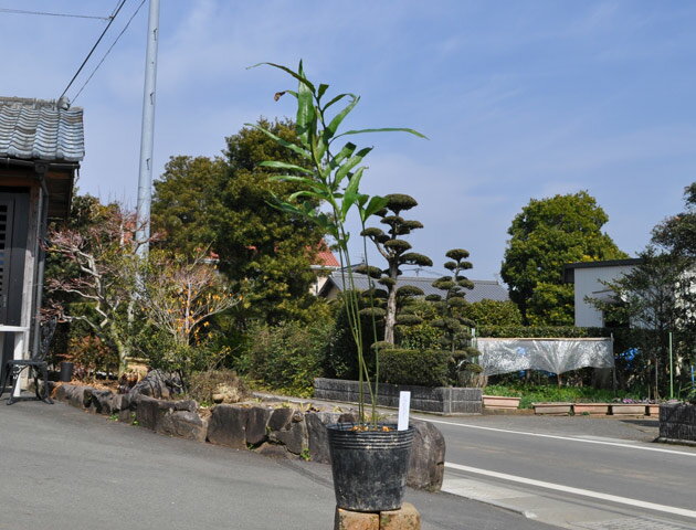 【イワヒトデ】(岩海星)読み：いわひとで学名：Colysis elliptica ウラボシ科イワヒトデ属常緑多年草別名：【名前の由来】【商品情報】シダは多年草です。森林などによく自生しています。全体を貫く管がある維管束植物で胞子繁殖するのが...