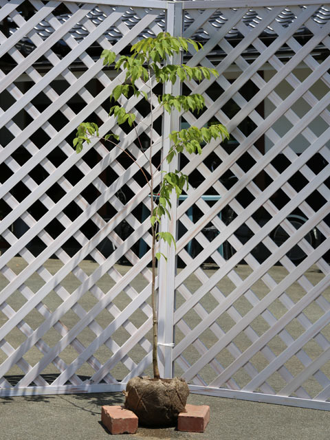 【イヌブナ】(犬?)読み：いぬぶな学名：Fagus japonica Maxim.ブナ科ブナ属落葉高木別名：クロブナ【名前の由来】木材としては、ブナよりも材質が劣ることから。【商品情報】イヌブナは25mになる落葉高木です。本州以南葉は互生で...
