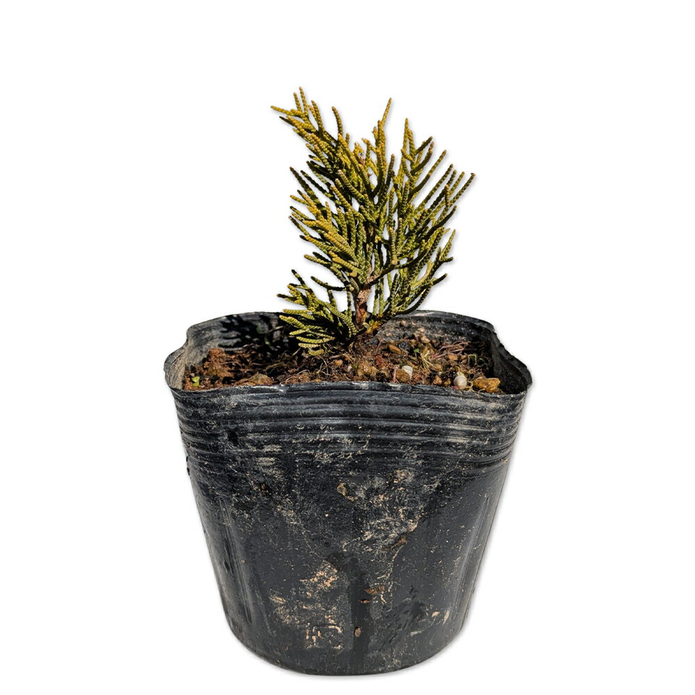 【カイヅカイブキ】（貝塚伊吹）読み：かいづかいぶき学名：Juniperus chinensis 'Kaizuka' ヒノキ科ビャクシン属常緑高木別名：カイヅカビャクシン【商品情報】カイヅカイブキは10m程度までなる常緑高木です。強い萌芽力と...