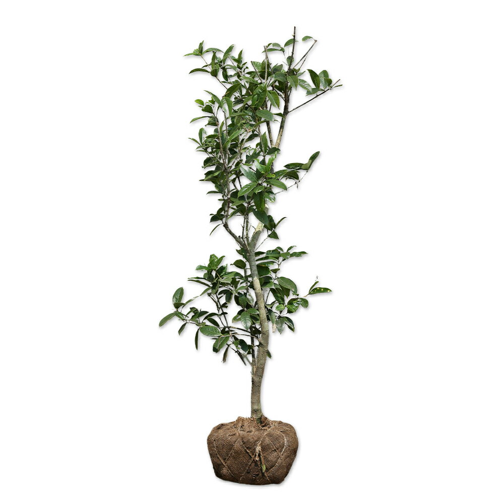 【ギンモクセイ】（銀木犀）読み：ぎんもくせい学名：Osmanthus fragrans Lour. var. fragransモクセイ科モクセイ属常緑高木別名：【商品情報】ギンモクセイは綺麗な緑が特徴で生垣によく使われる樹種です。幹が幾つか...