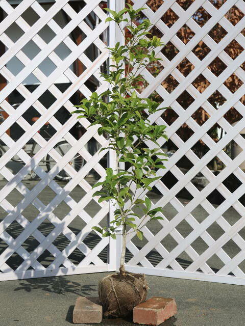 【四季咲きモクセイ】（四季咲き木犀）読み：しきざきもくせい学名：Oleaceae　Osmanthus モクセイ科モクセイ属常緑高木別名：【商品情報】四季咲きモクセイはキンモクセイと比べて秋だけでなく、真夏以外の一年中何度か花が咲きます。幹が...