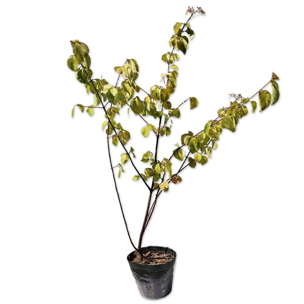 【ガマズミ】（莢?）読み：がまずみ学名：Viburnum dilatatumスイカズラ科ガマズミ属落葉低木別名：ヨツズミ、ヨウゾメ、ヨソズミ【商品情報】ガマズミは4m程度になる落葉低木です。5月頃に独特な香りがする白い花が咲き、秋に鮮やかな...